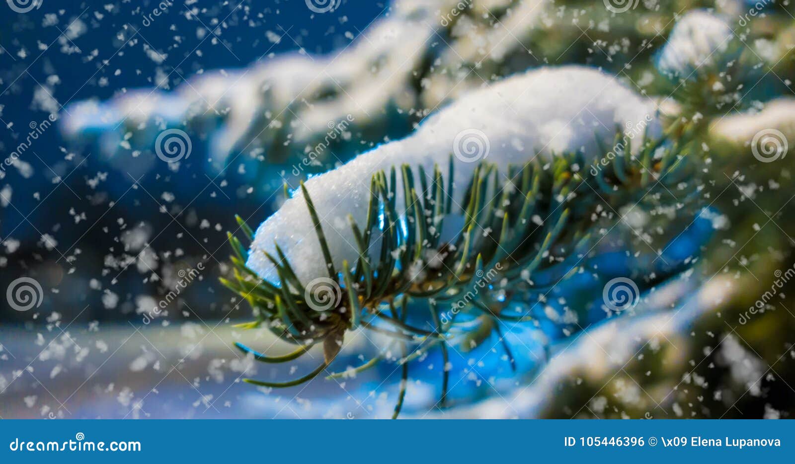CINEMAGRAPH, 4k, Falling Snow in the Winter Forest, Loop Stock Footage ...