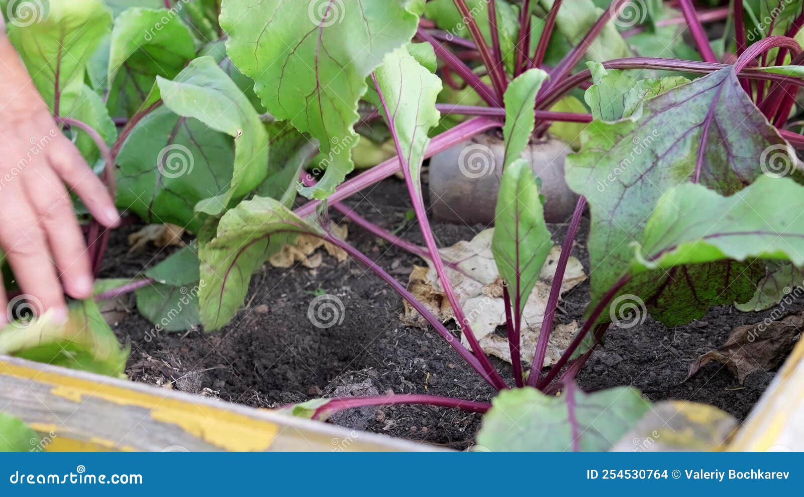 Female Hands Pull Out Fresh Beets from the Soil. Stock Footage - Video ...