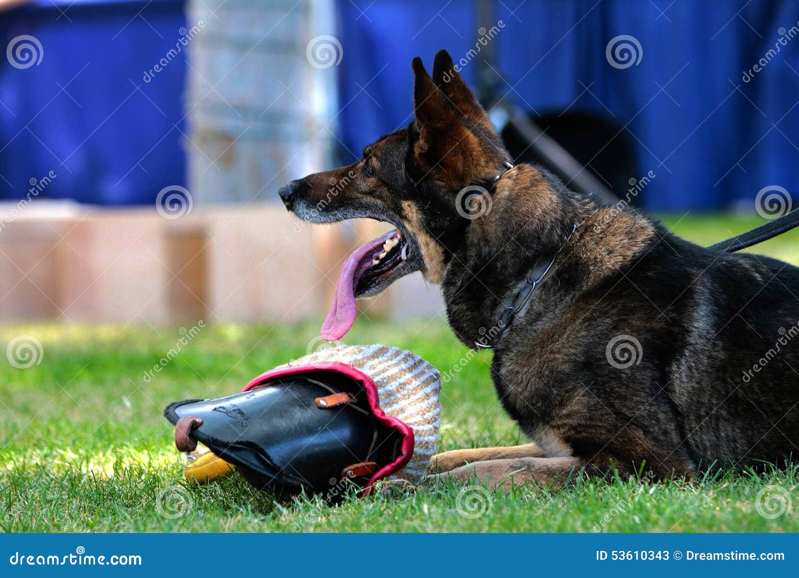 K9 German Shepherd stock image. Image of pets, canine - 53610343