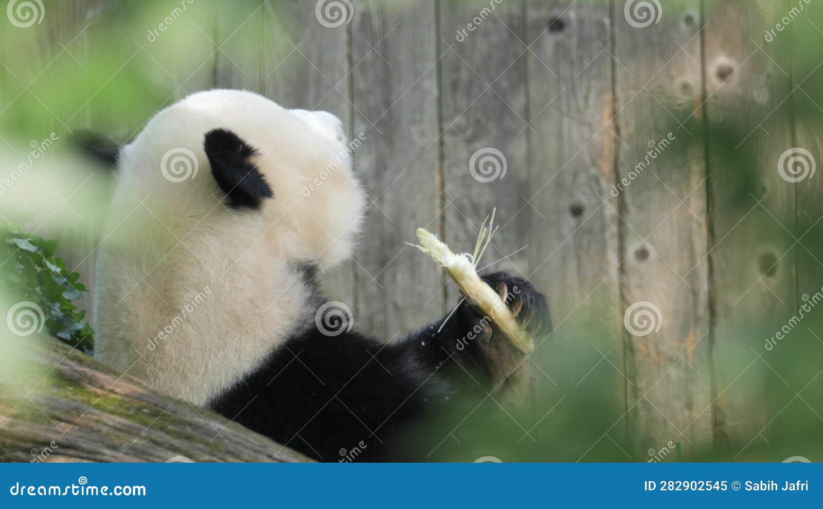 4K Giant Panda Eating Bamboo Stock Video - Video of humor, leaf: 282902545