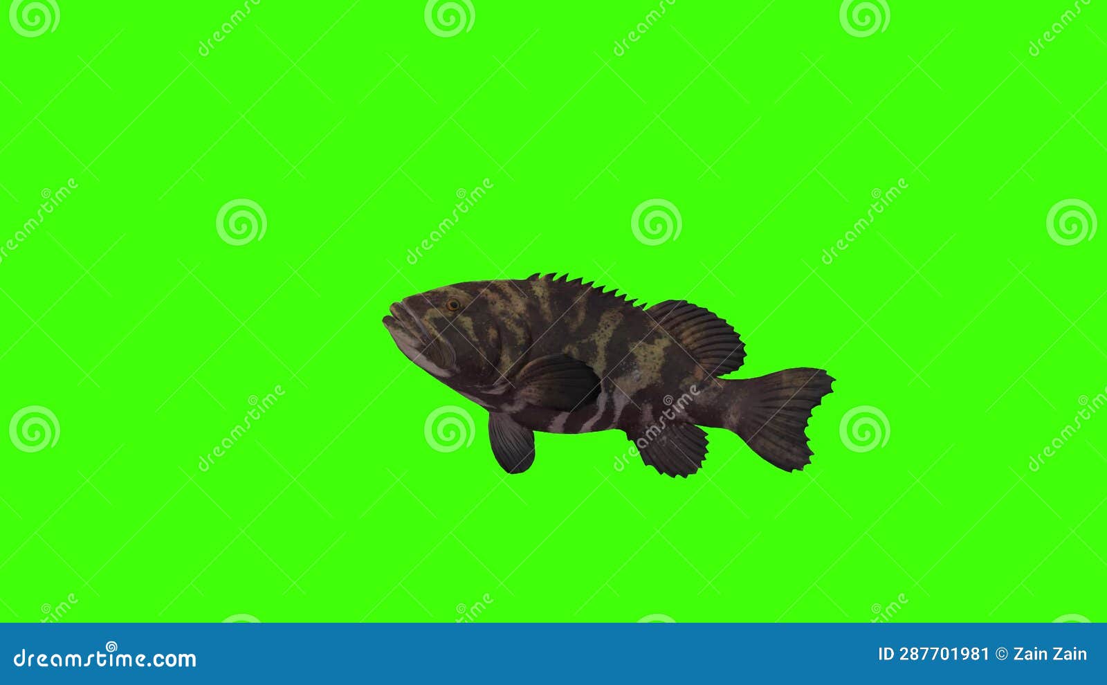 4k Grouper Float Render on Chroma-key, 3D Grouper Fish Swimming ...