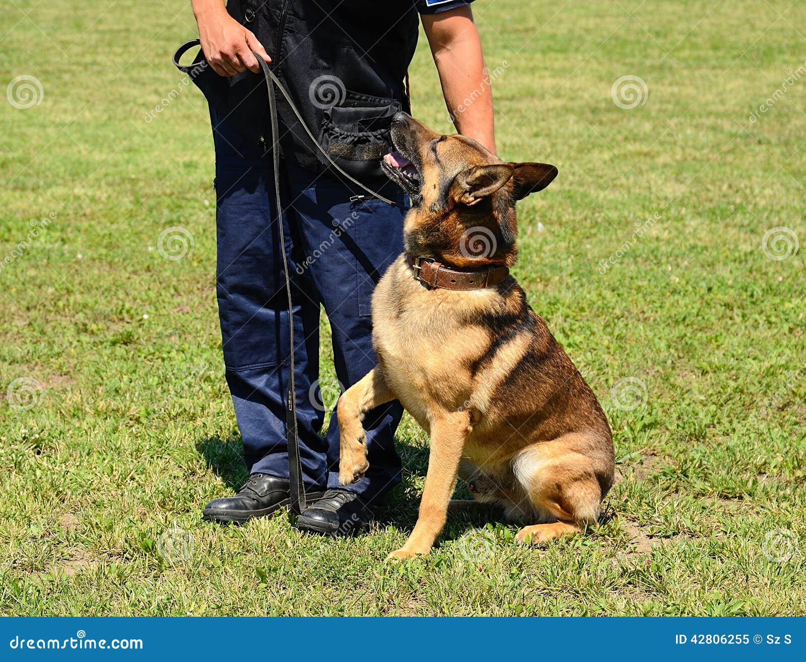 K9 Police Officer with His Dog Stock Image - Image of german, canine ...