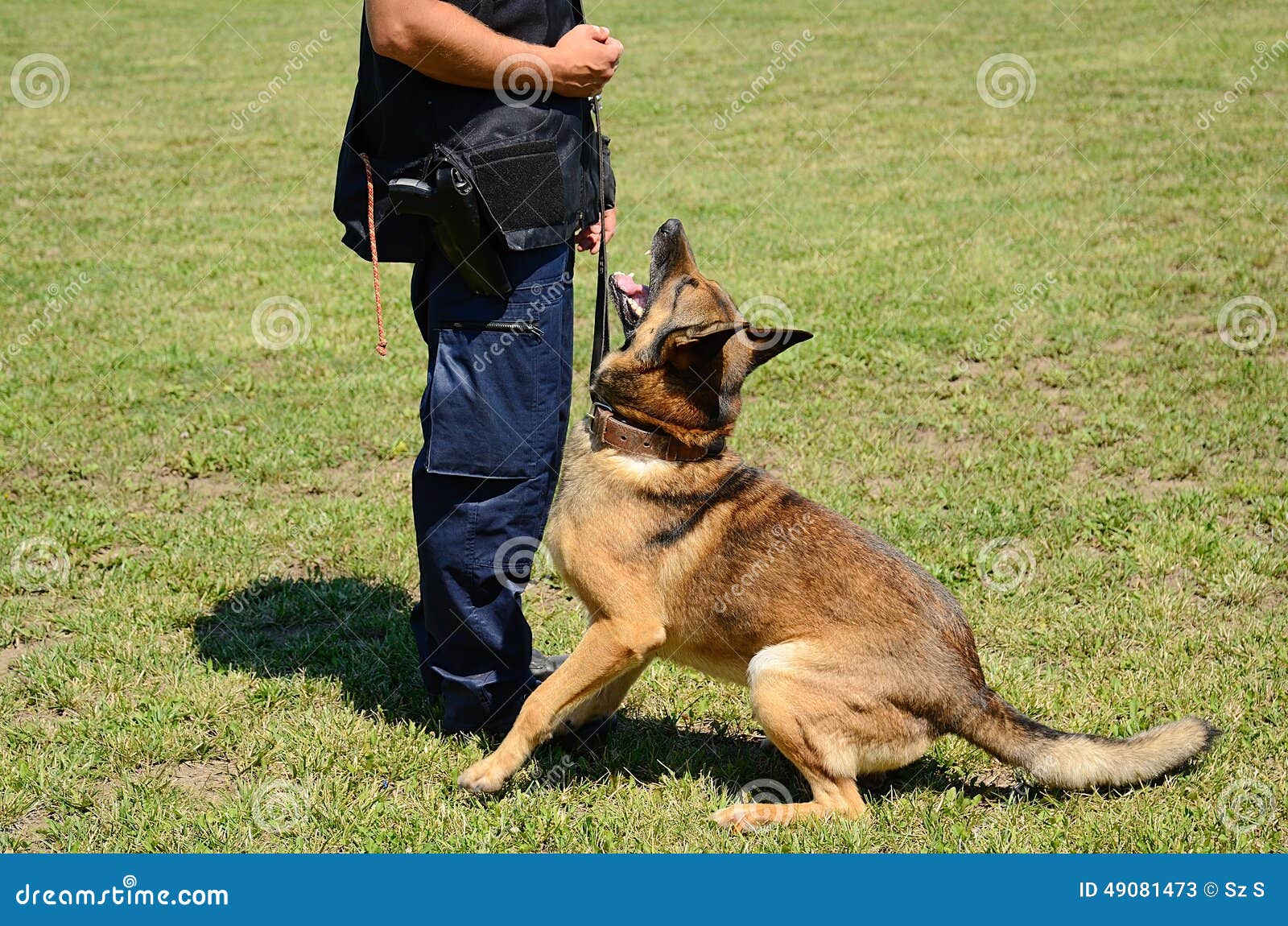 K9 Police Officer with His Dog Stock Image - Image of sense, german ...