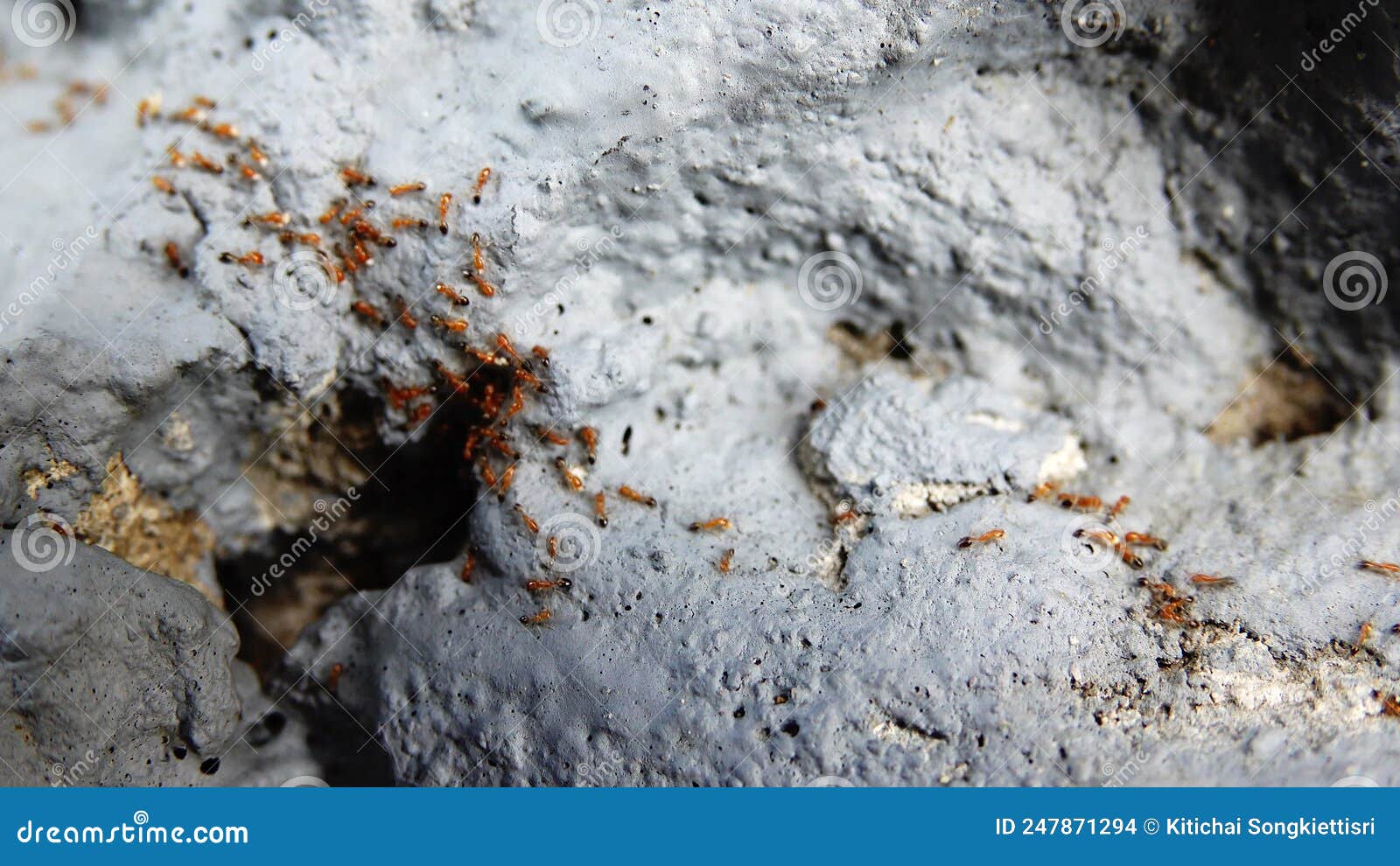 4K Red Ants Working in Ant Hill. Several Ants Following an Ant Pathway ...