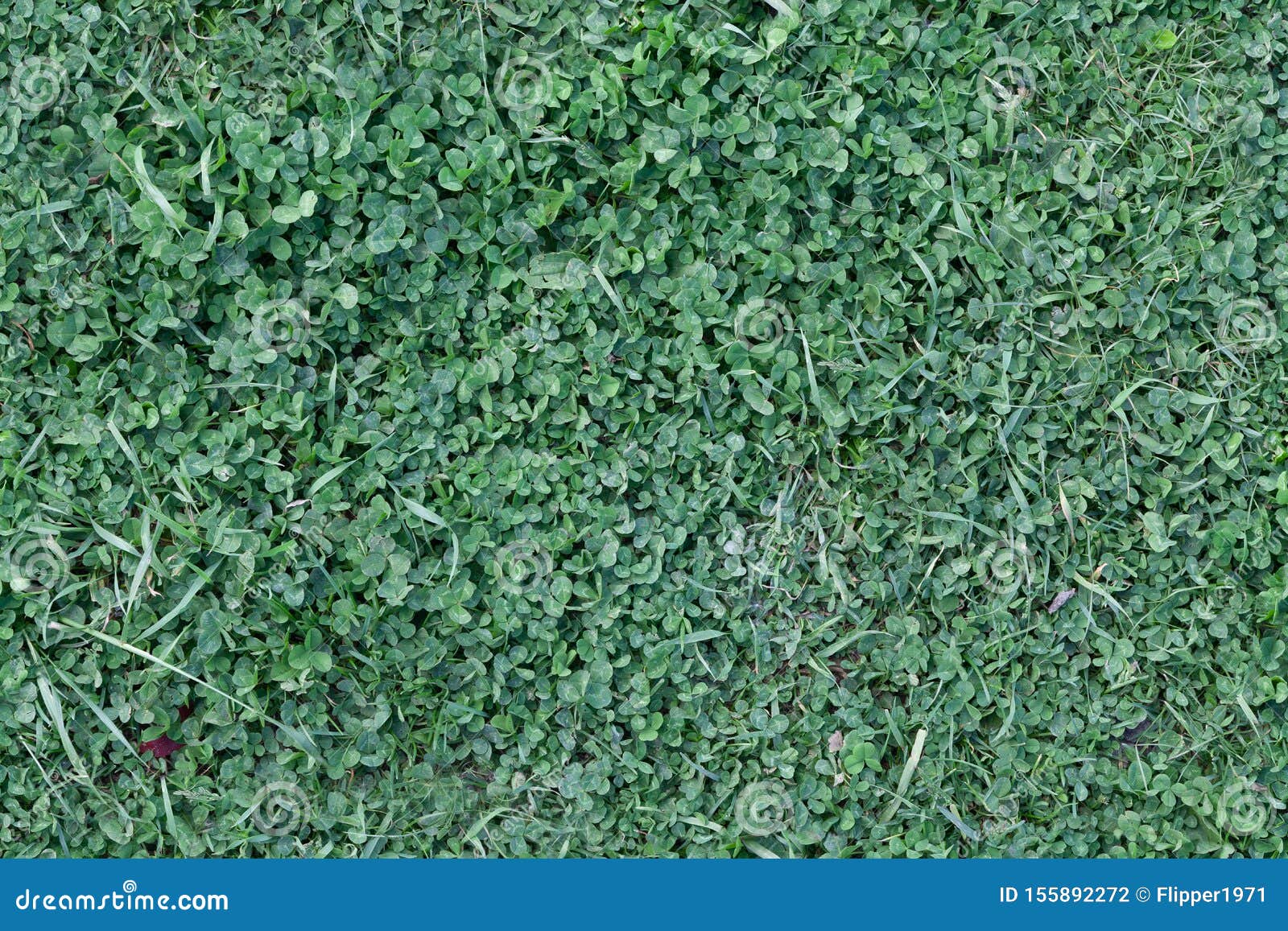 Seamless Grass Texture, Shallow Vegetation, High Resolution Seamless ...