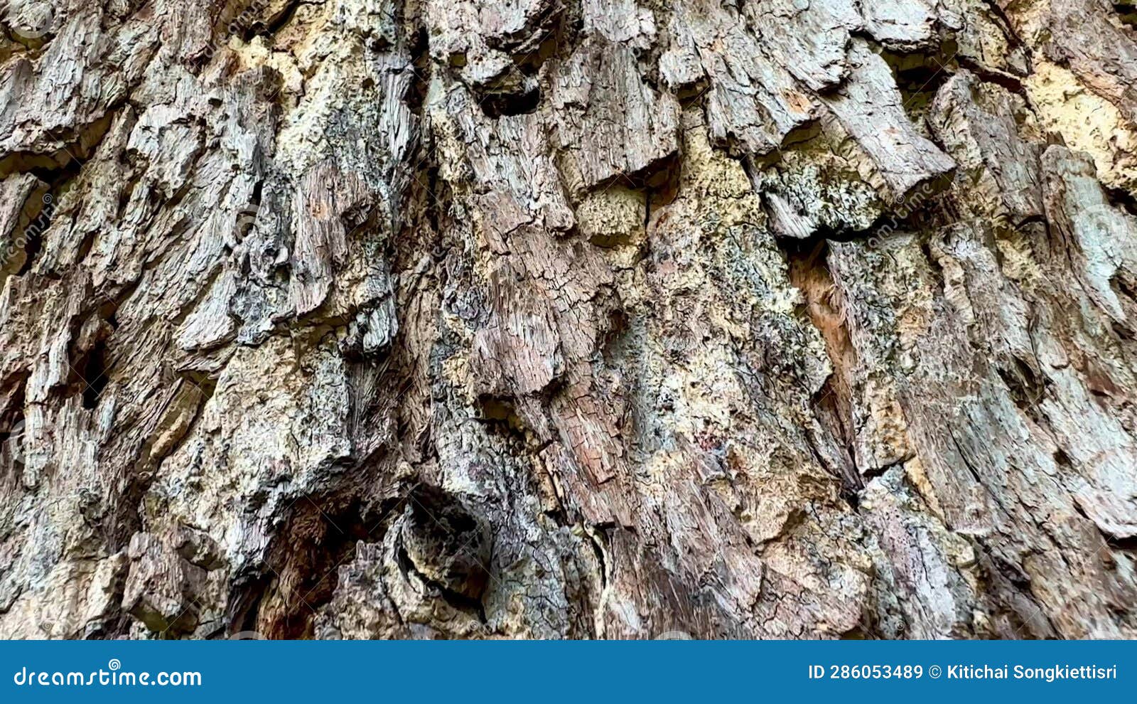 4K Texture of Tree Trunk in the Forest Close Up of Texture of an Old ...