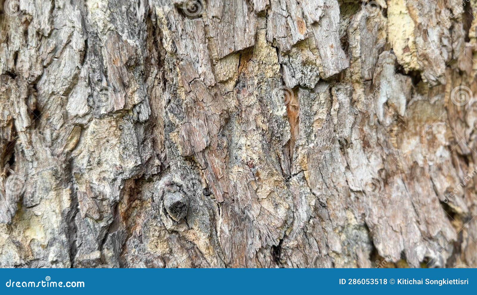 4K Texture of Tree Trunk in the Forest Close Up of Texture of an Old ...