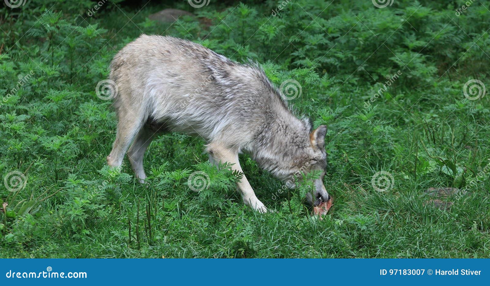 4K UltraHD Grey Wolf, Canis Lupus, Eating from a Bone Stock Video ...
