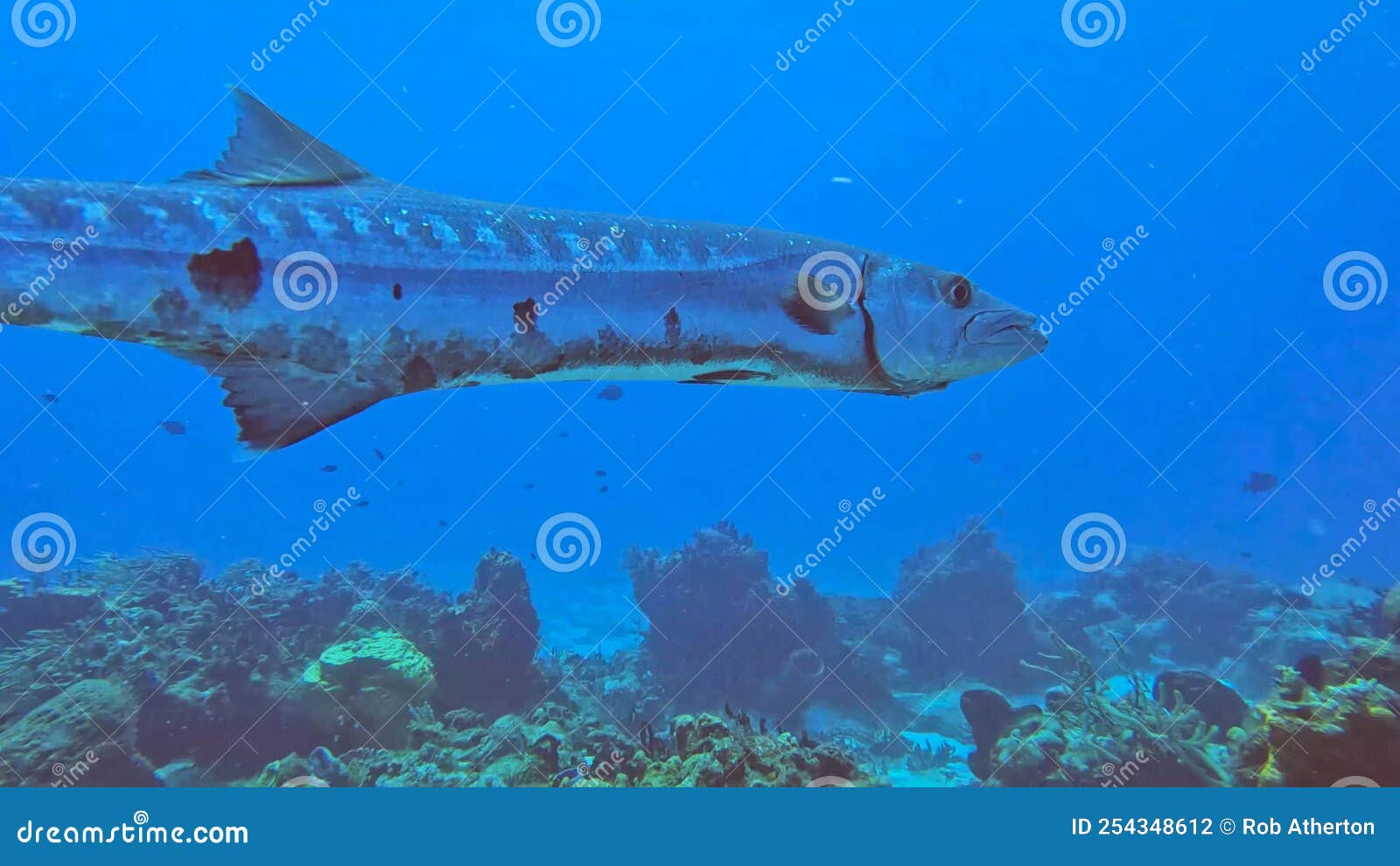 4k Video of a Great Barracuda (Sphyraena Barracuda) in Cozumel Stock ...
