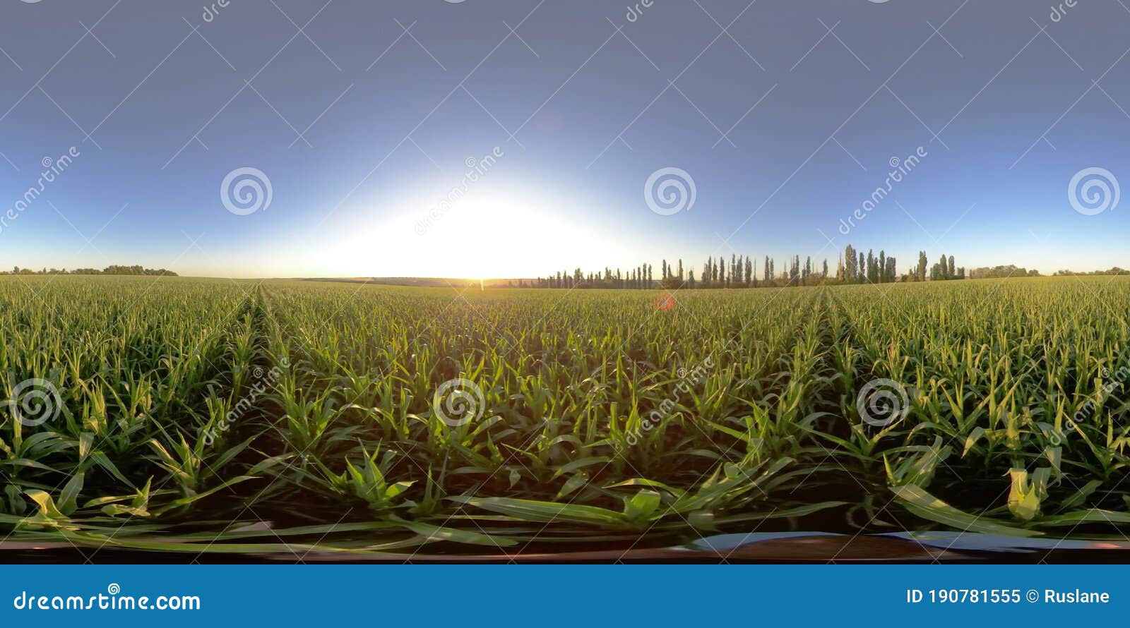 5K 360 VR Man in a Field with Corn Stock Video - Video of country ...