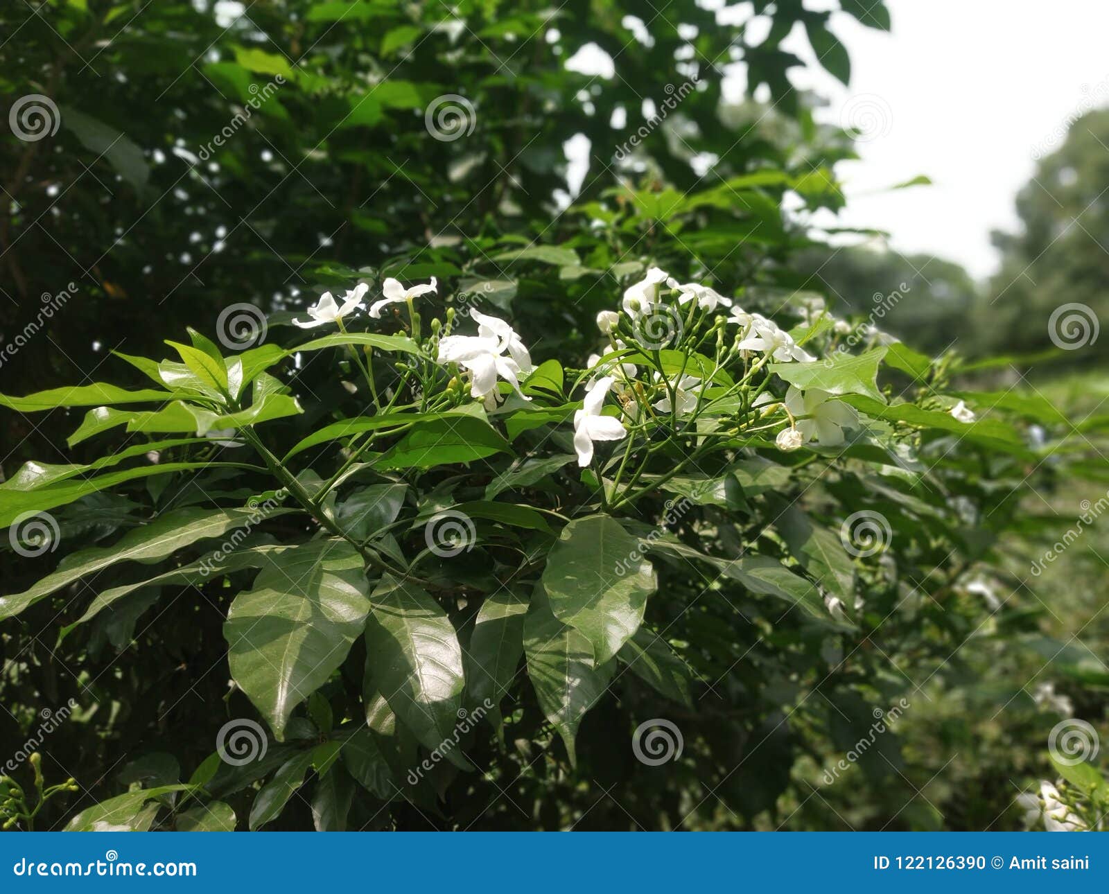 4k wild stock photo. Image of wild, tree, chadni, plant - 122126390