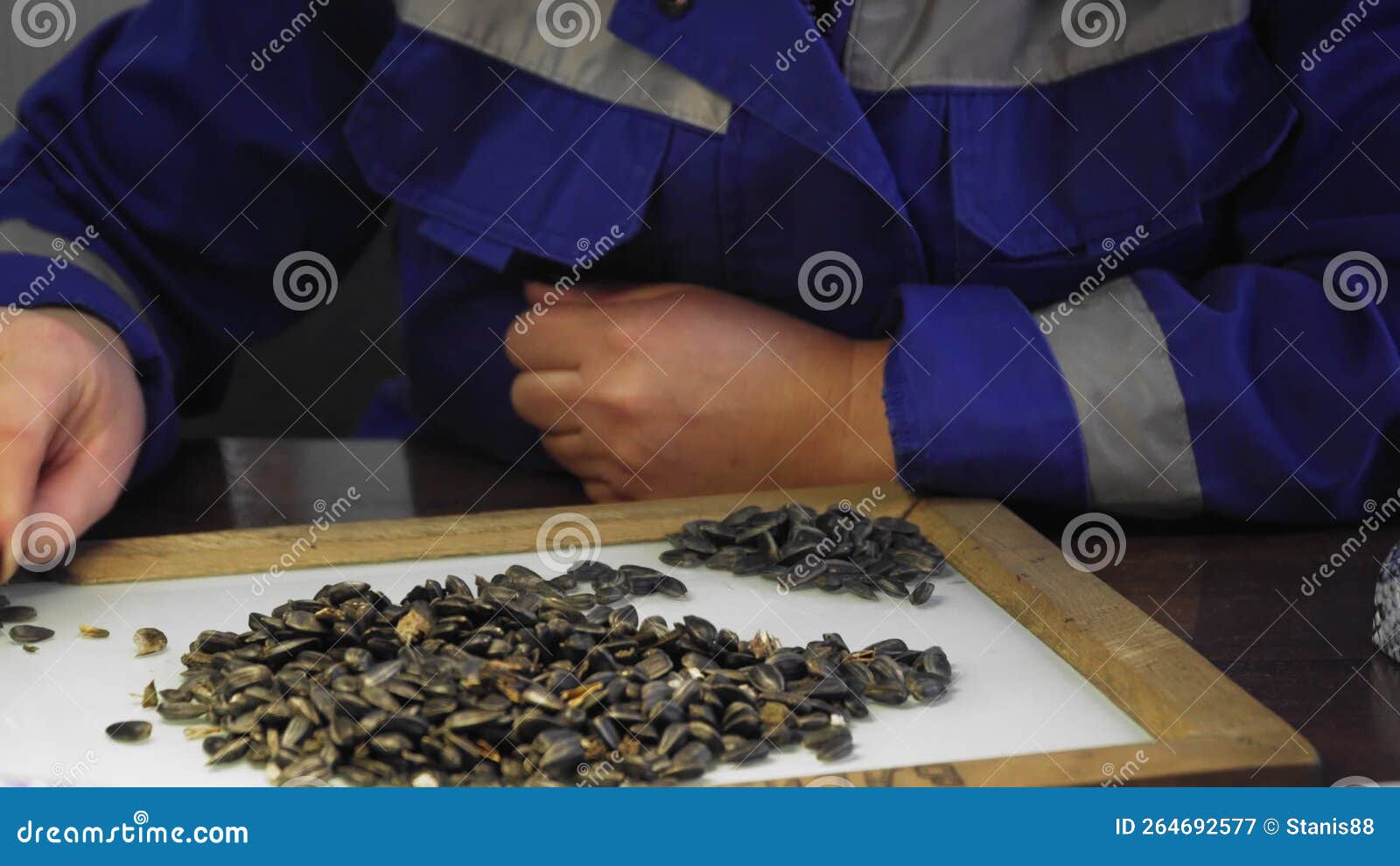 4K. a Woman is Sorting through Sunflower Seeds. Collect Sunflower Seeds ...