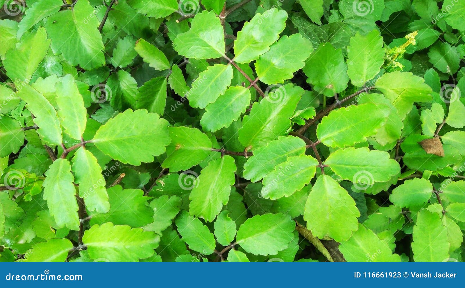 Ka Patta de Patharchat imagen de archivo. Imagen de quite - 116661923