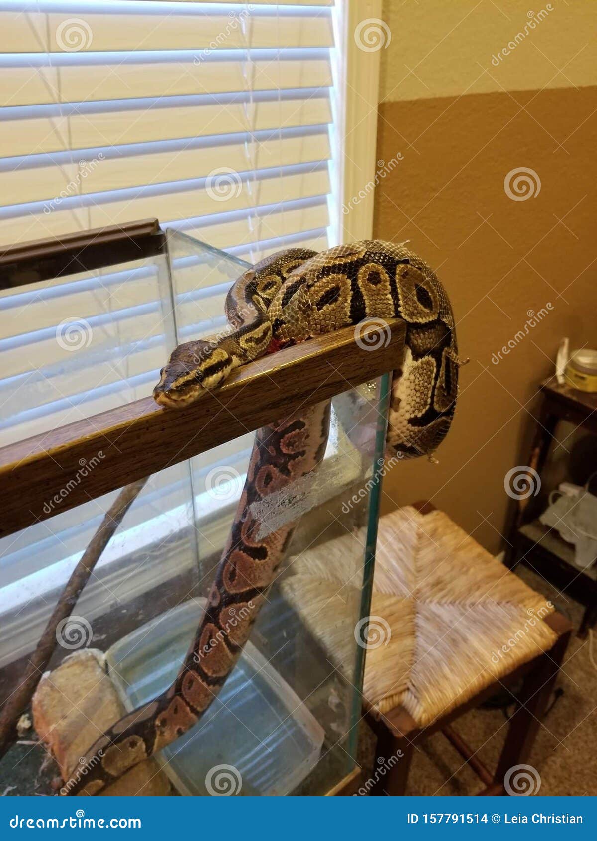 Ka Snake Stock Photos - Free & Royalty-Free Stock Photos from Dreamstime