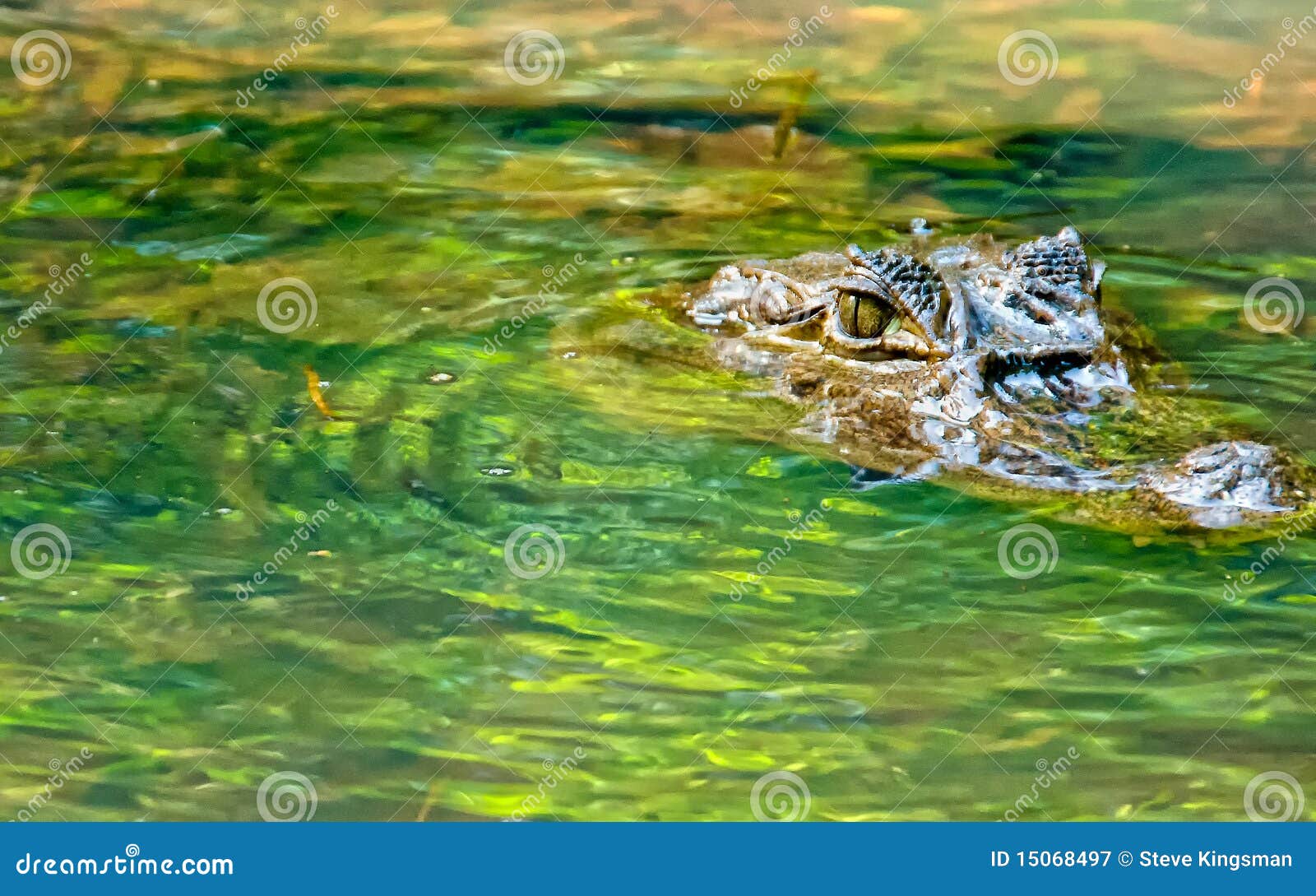 Kaaiman stock afbeelding. Image of rivier, buiten, toeristisch - 15068497
