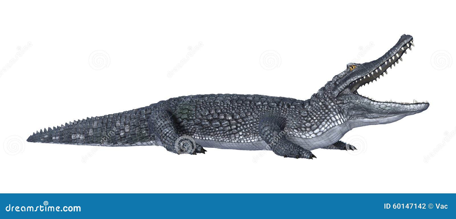 Kaaiman stock foto. Image of tropisch, amazonië, brazilië - 60147142