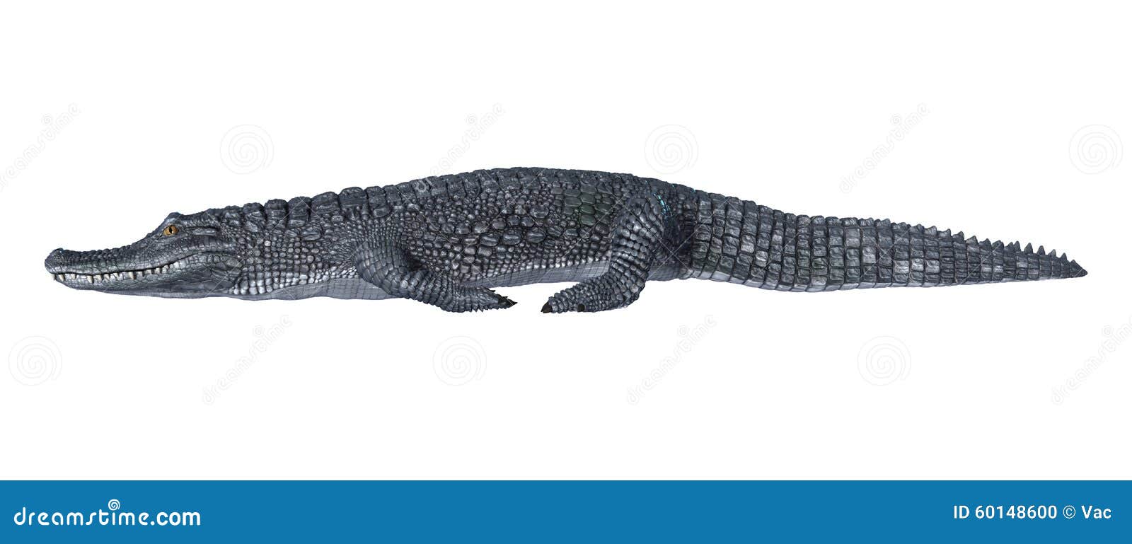 Kaaiman stock foto. Image of ontspan, dier, gevaarlijk - 60148600