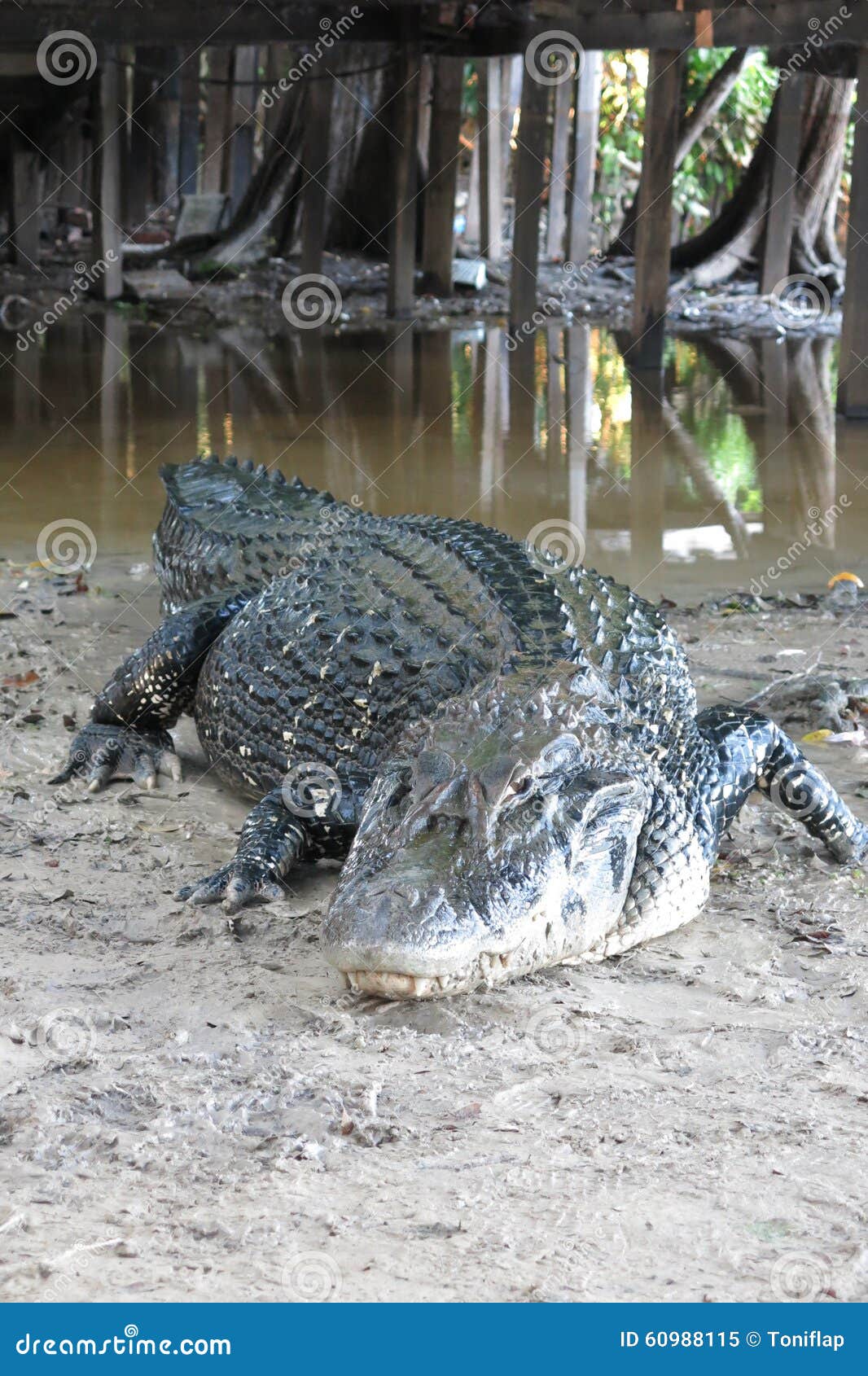 Kaaiman (Caimaninae) stock afbeelding. Image of reptiel - 60988115