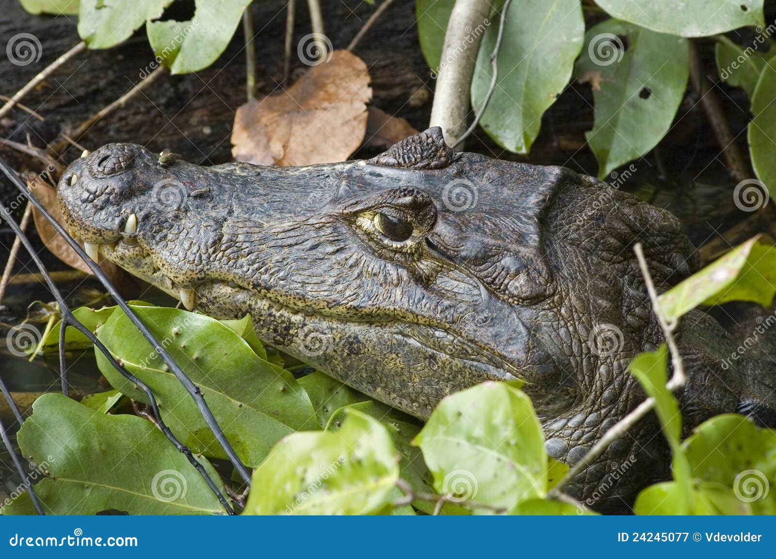 Kaaiman in Costa Rica stock afbeelding. Image of reptiel - 24245077