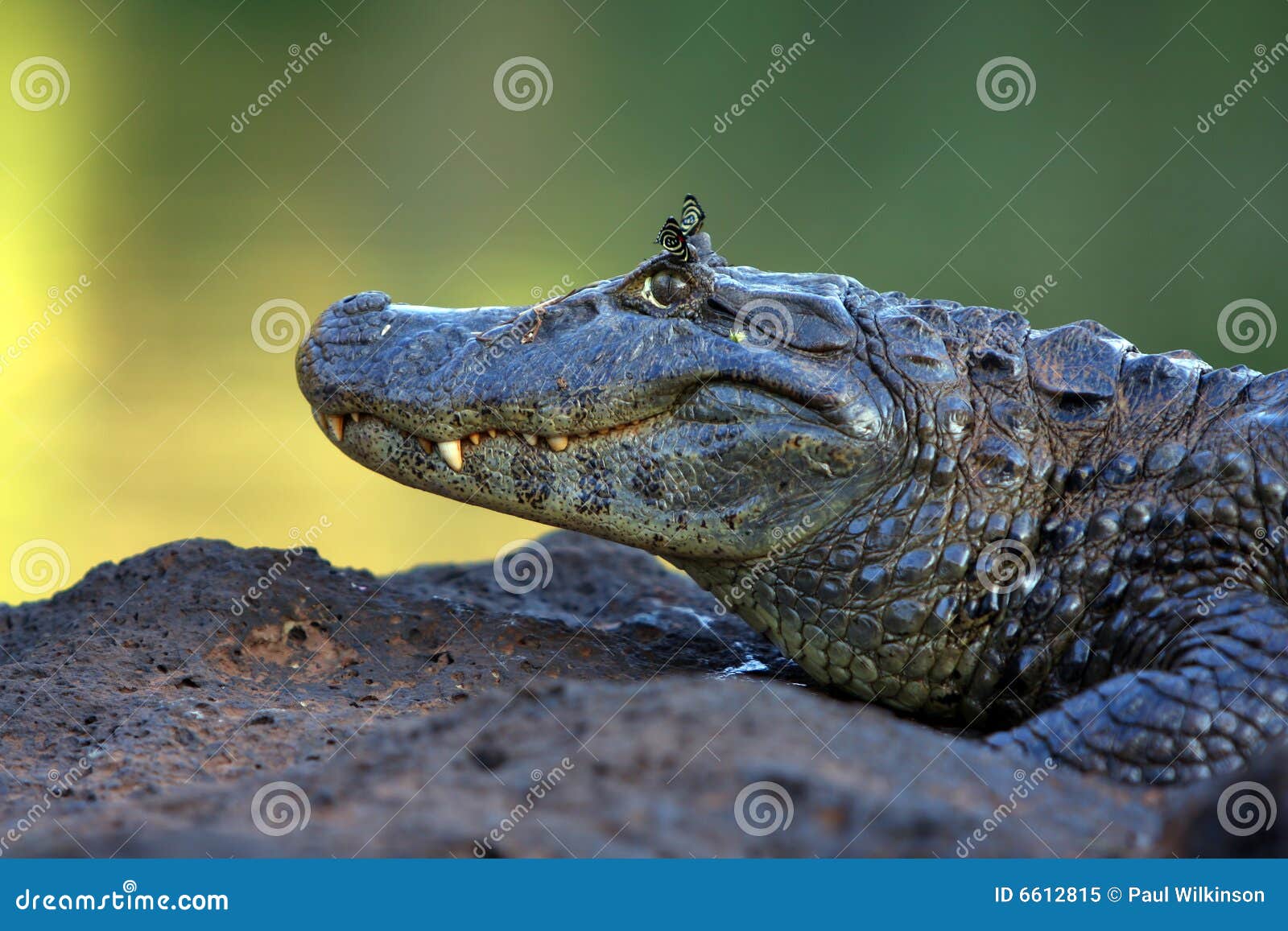 Kaaiman met vlinderwimpers stock afbeelding. Image of rots - 6612815