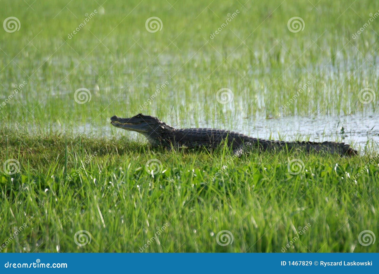 Kaaiman op een bank stock afbeelding. Image of keerkringen - 1467829