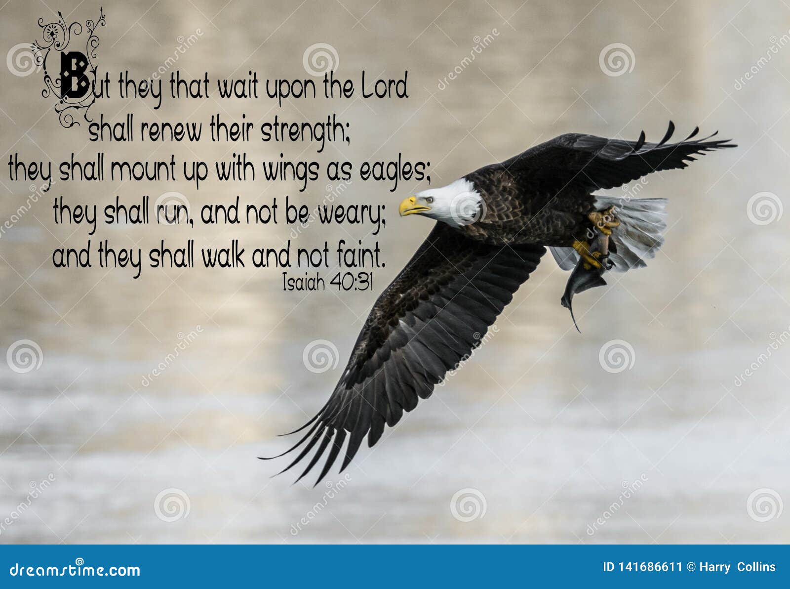 Kaal Eagle Bible Verse stock afbeelding. Image of ezelig - 141686611