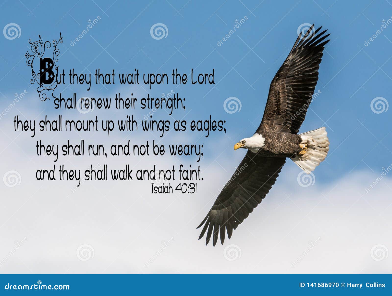 Kaal Eagle Bible Verse stock foto. Image of kaal, centraal - 141686970