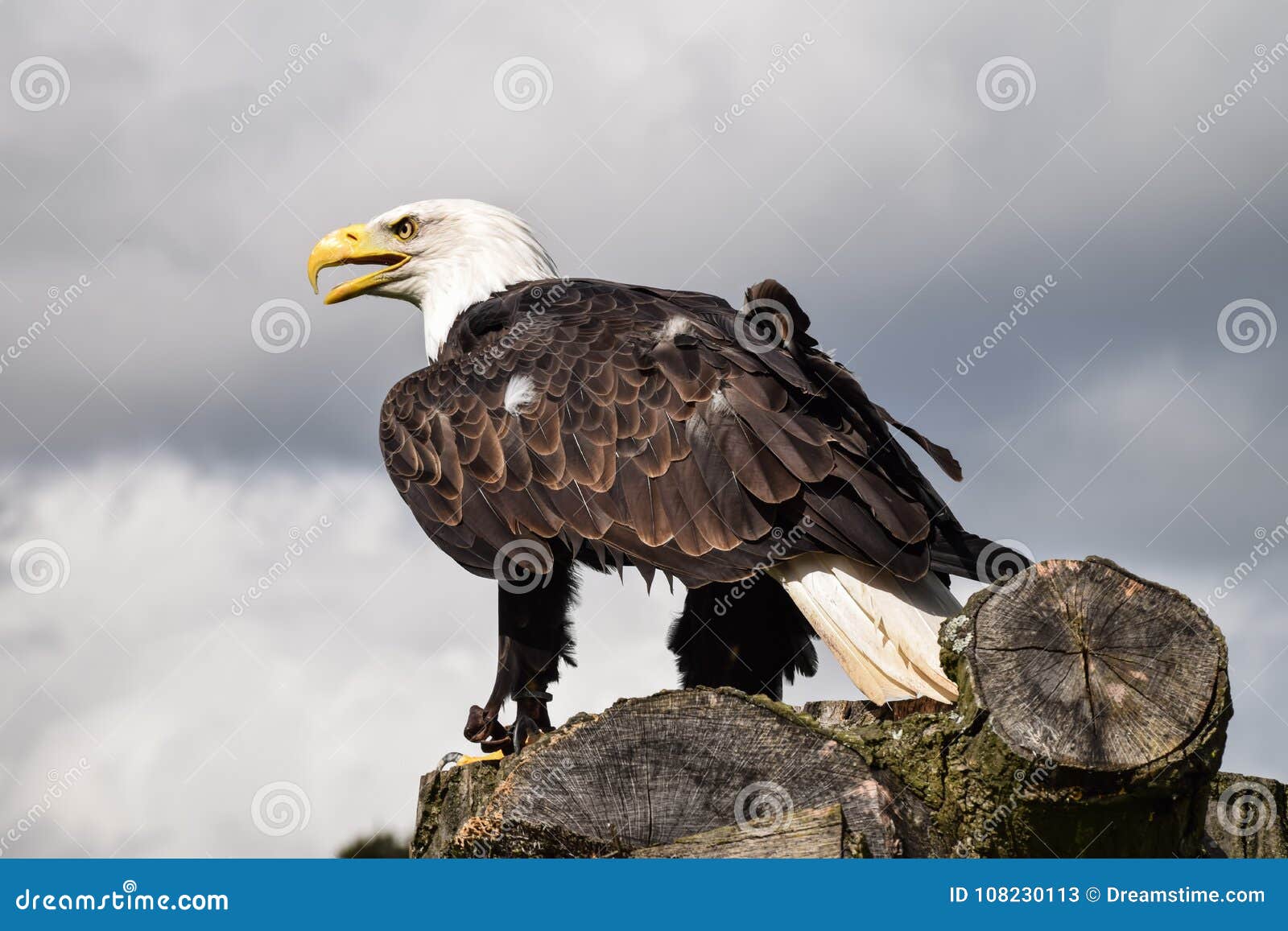 Kaal Eagle Perched Resting stock afbeelding. Image of rust - 108230113