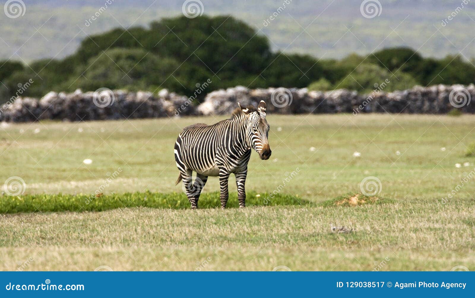 Bergzebra Stock Photos - Free & Royalty-Free Stock Photos from Dreamstime
