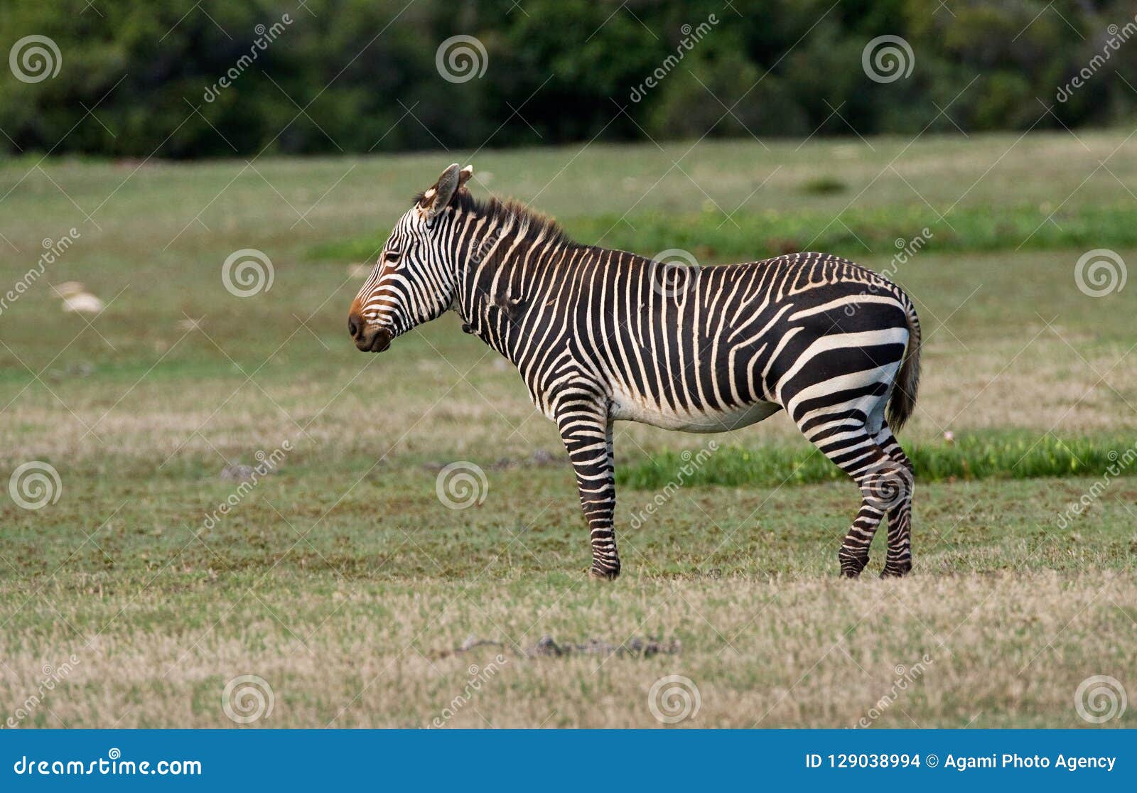 Kaapse Bergzebra, Cape Mountain Zebra, Equus Zebra Zebra Stock Photo ...