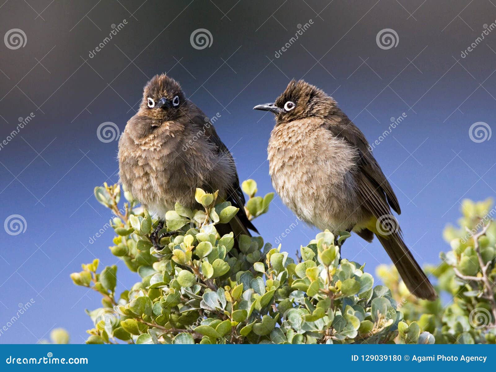 Kaapse Buulbuul, Cape Bulbul, Pycnonotus Capensis Stock Photo - Image ...
