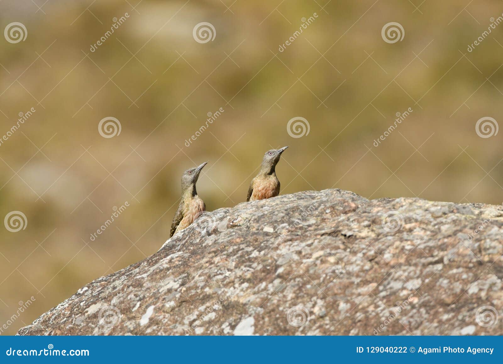 Kaapse Grondspecht, Erdspecht, Geocolaptes-olivaceus Stockfoto - Bild ...