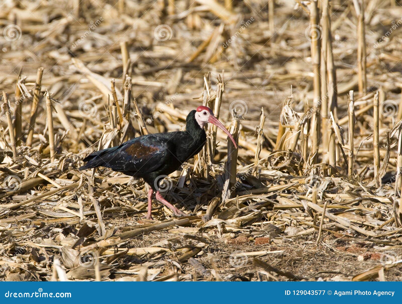 Kaapse Ibis, Southern Bald Ibis, Geronticus Calvus Stock Image - Image ...