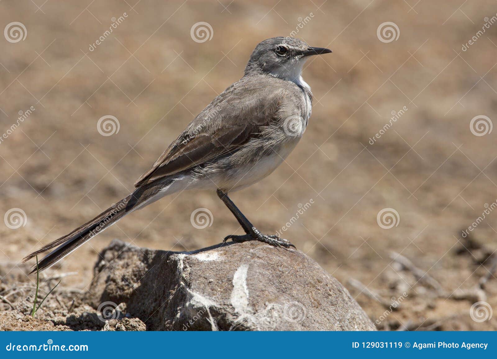 Kaapse Kwikstaart, Cape Wagtail, Motacilla Capensis Stock Image - Image ...