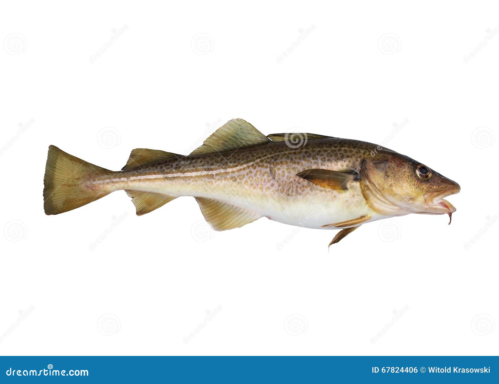 Kabeljauw stock foto. Image of geïsoleerd, smakelijk - 67824406