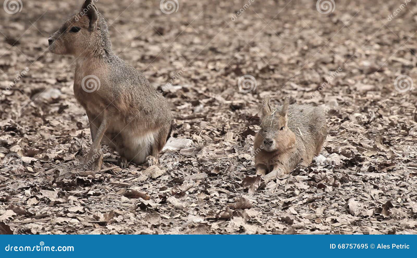 Kabibara in a zoo stock video. Video of farm, breath - 68757695