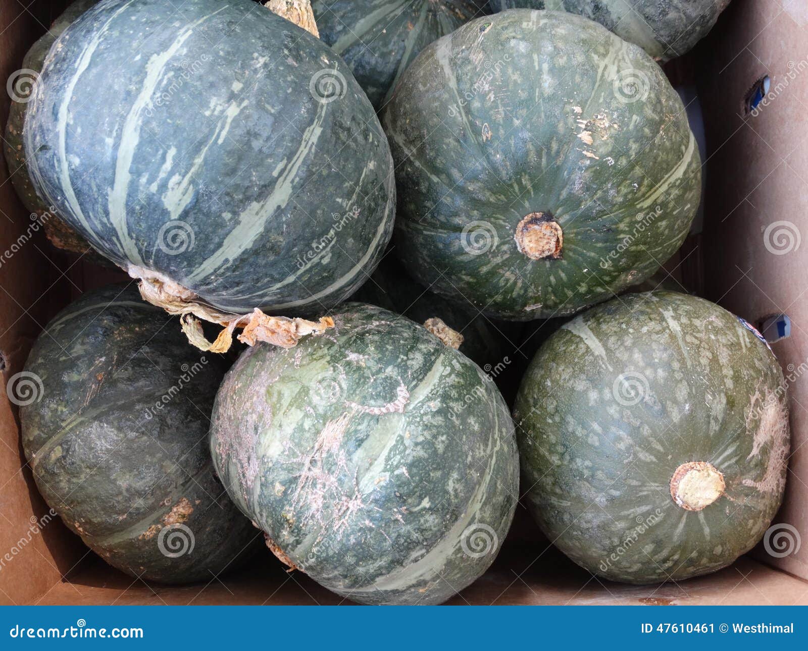 Kabocha squash fotografering för bildbyråer. Bild av grillat - 47610461