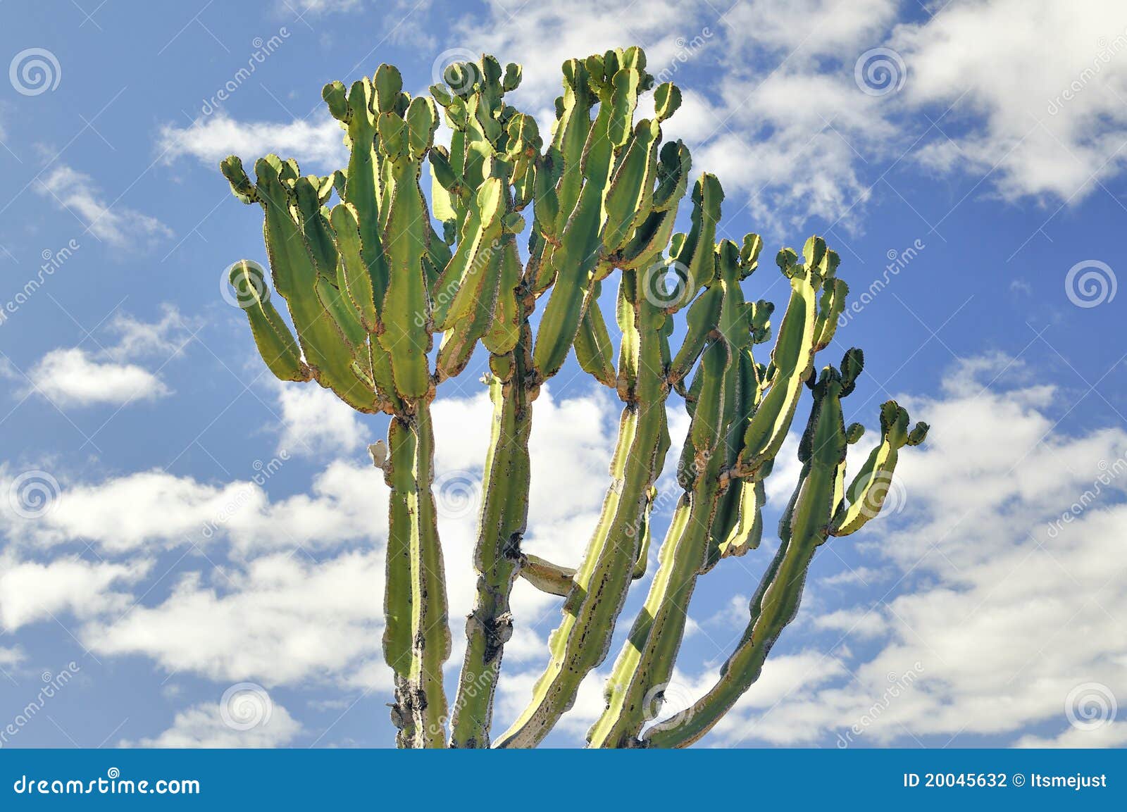 Kactus on the sky stock photo. Image of lanzarote, cactus - 20045632