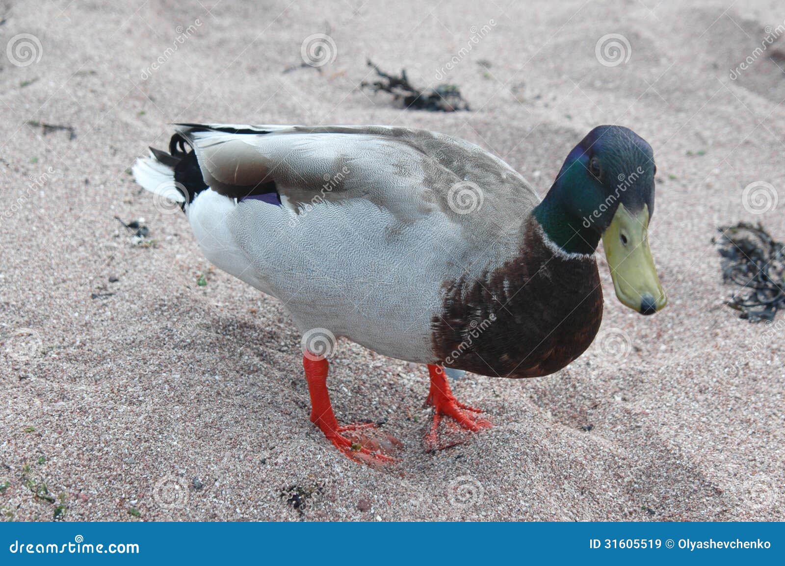 Kaczki samiec obraz stock. Obraz złożonej z ptak, gatunki - 31605519