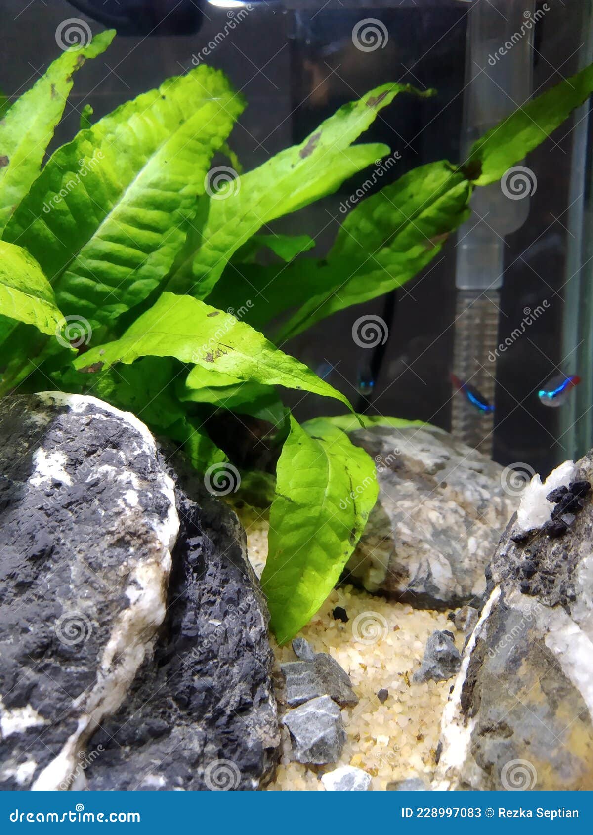 Kadaka leaves in aquascape stock image. Image of fish - 228997083