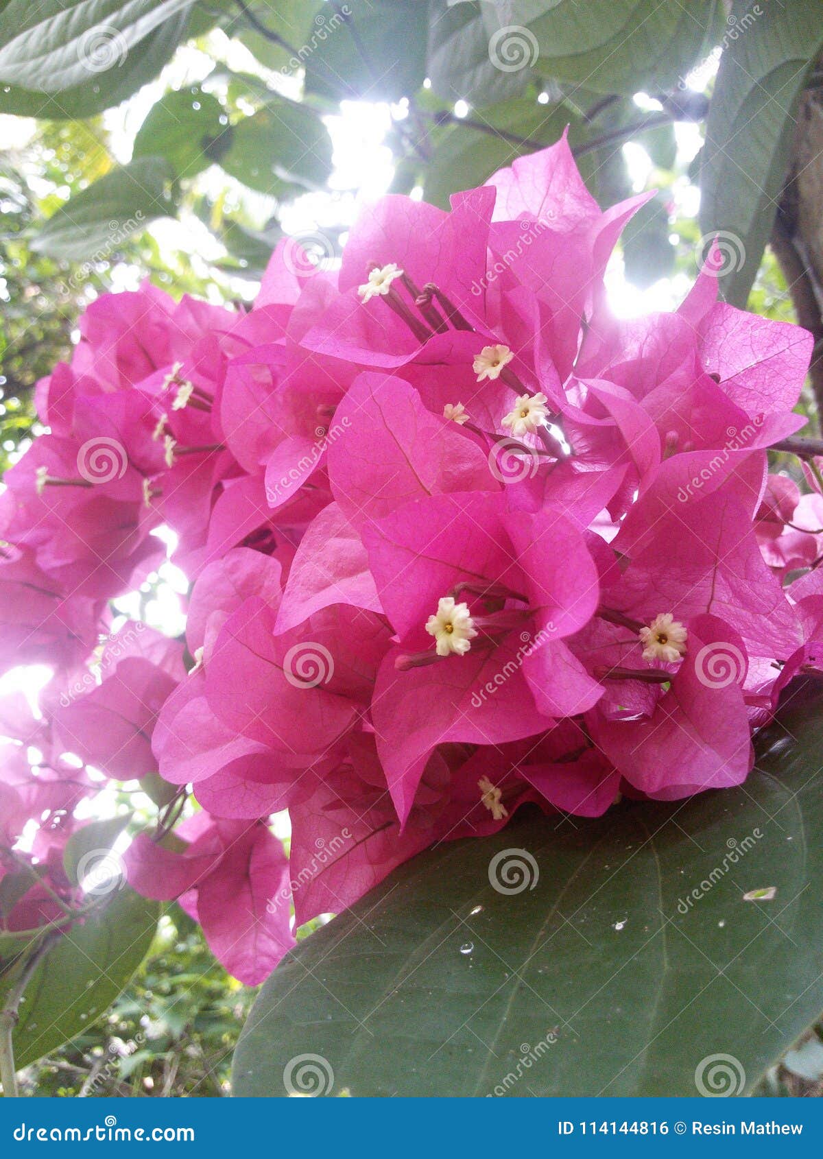 Kadalas Flower stock photo. Image of flower, kadalas - 114144816