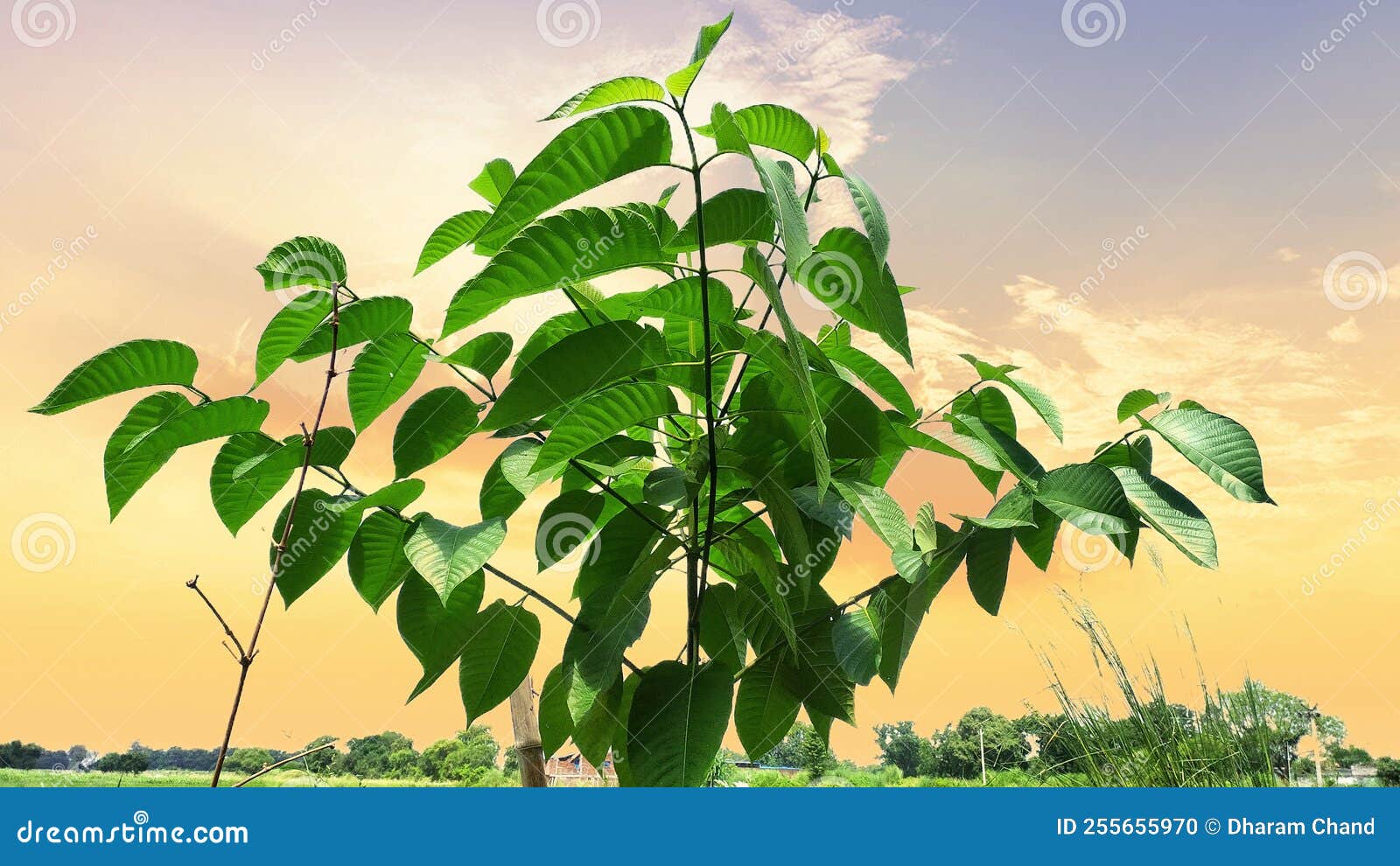 Kadam tree evening time stock photo. Image of tack, jungle - 255655970