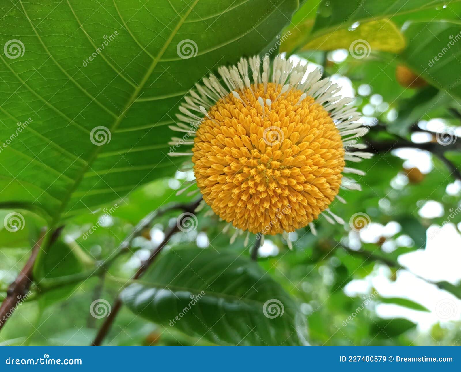 Kadamba flower stock image. Image of produce, kadamba - 227400579