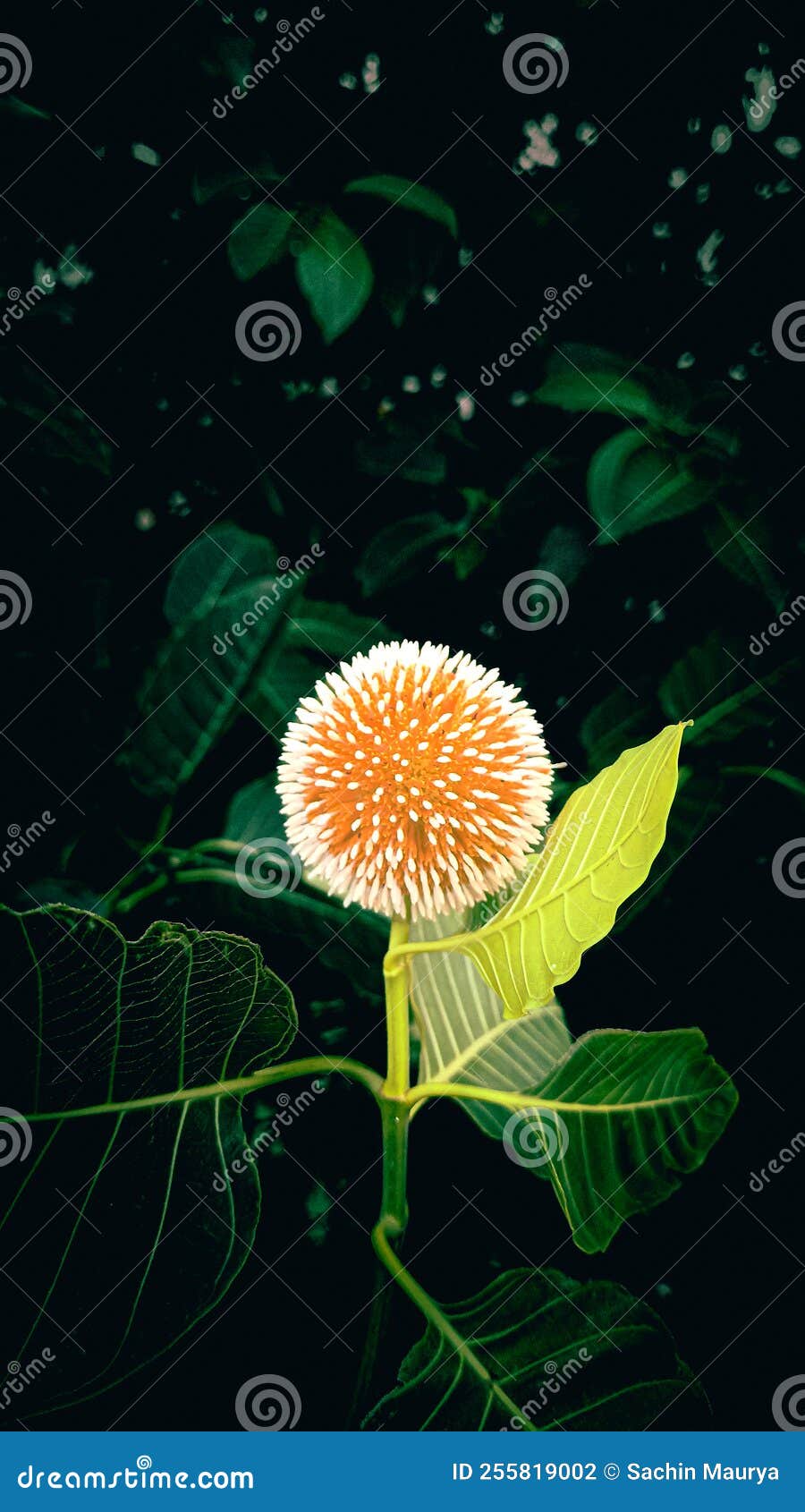 Kadamba flower stock photo. Image of plant, yellow, pattern - 255819002