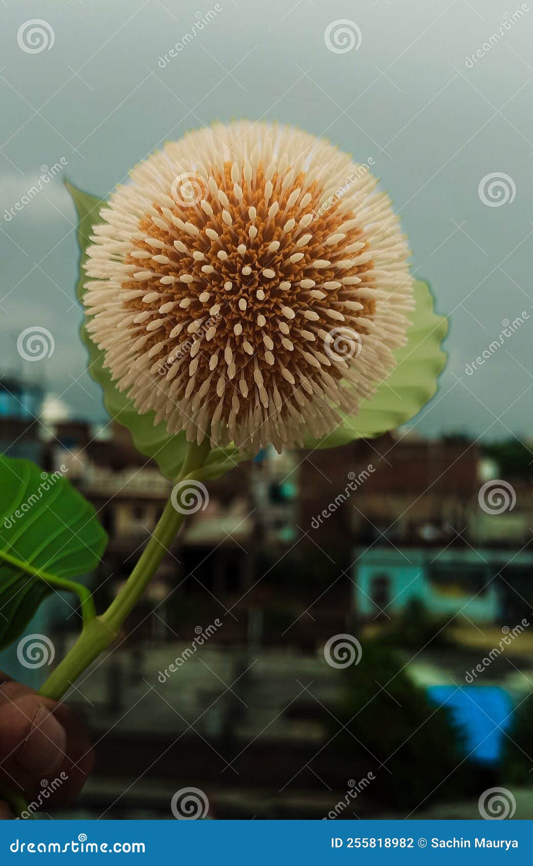 Kadamba flower stock photo. Image of plant, green, sunlight - 255818982