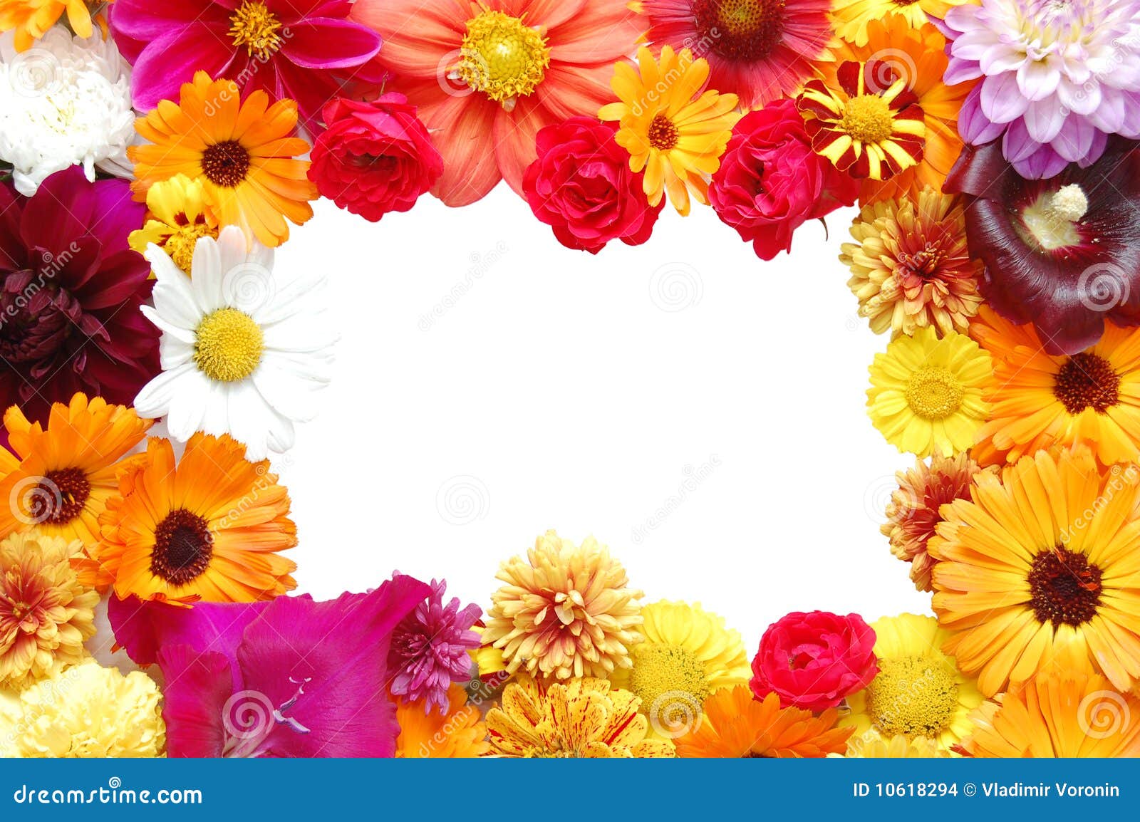 Kader van bloemen stock foto. Image of blauwfles, witlof - 10618294