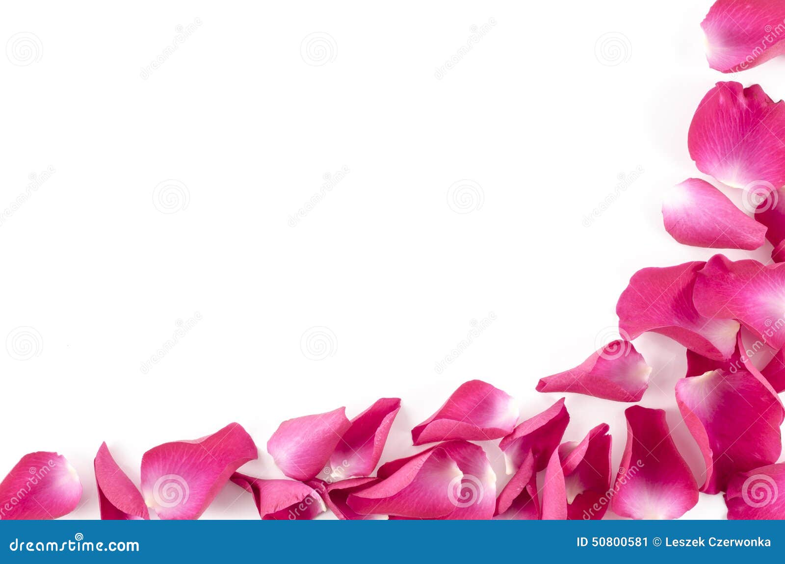 Kader Van Rode Roze Bloemblaadjes Op Witte Achtergrond Stock Afbeelding ...