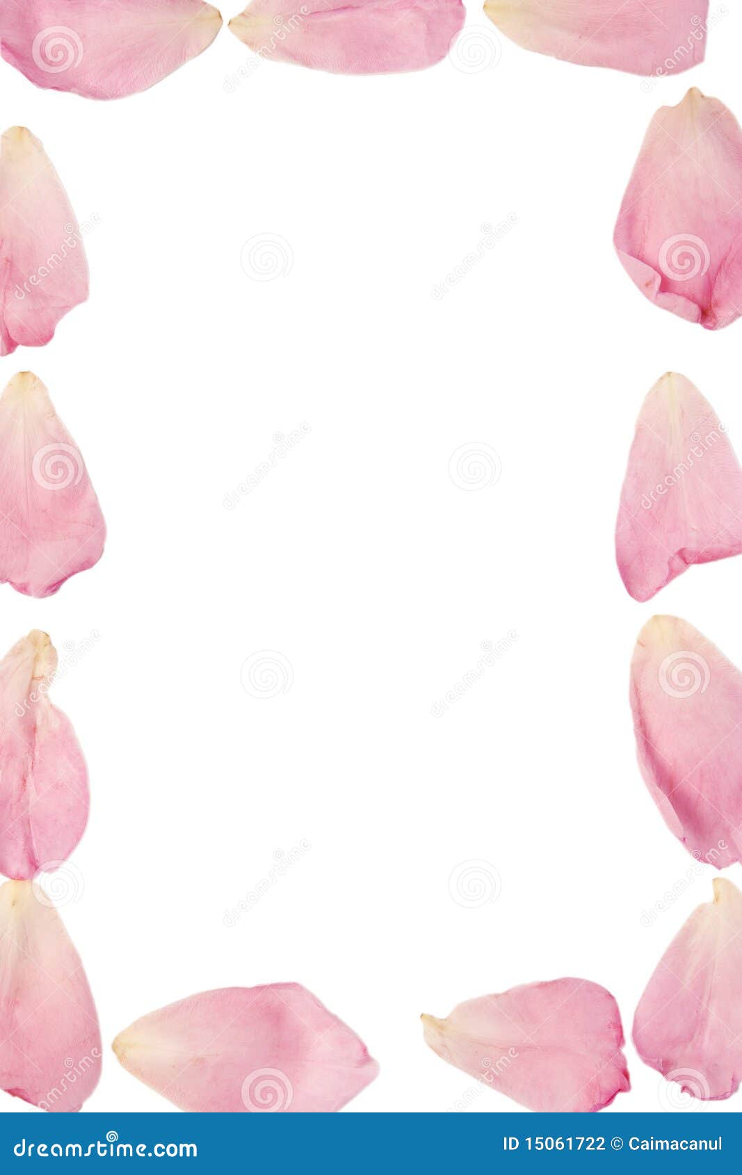 Kader Van Roze Roze Bloemblaadjes Stock Foto - Image of vers, bloesem ...