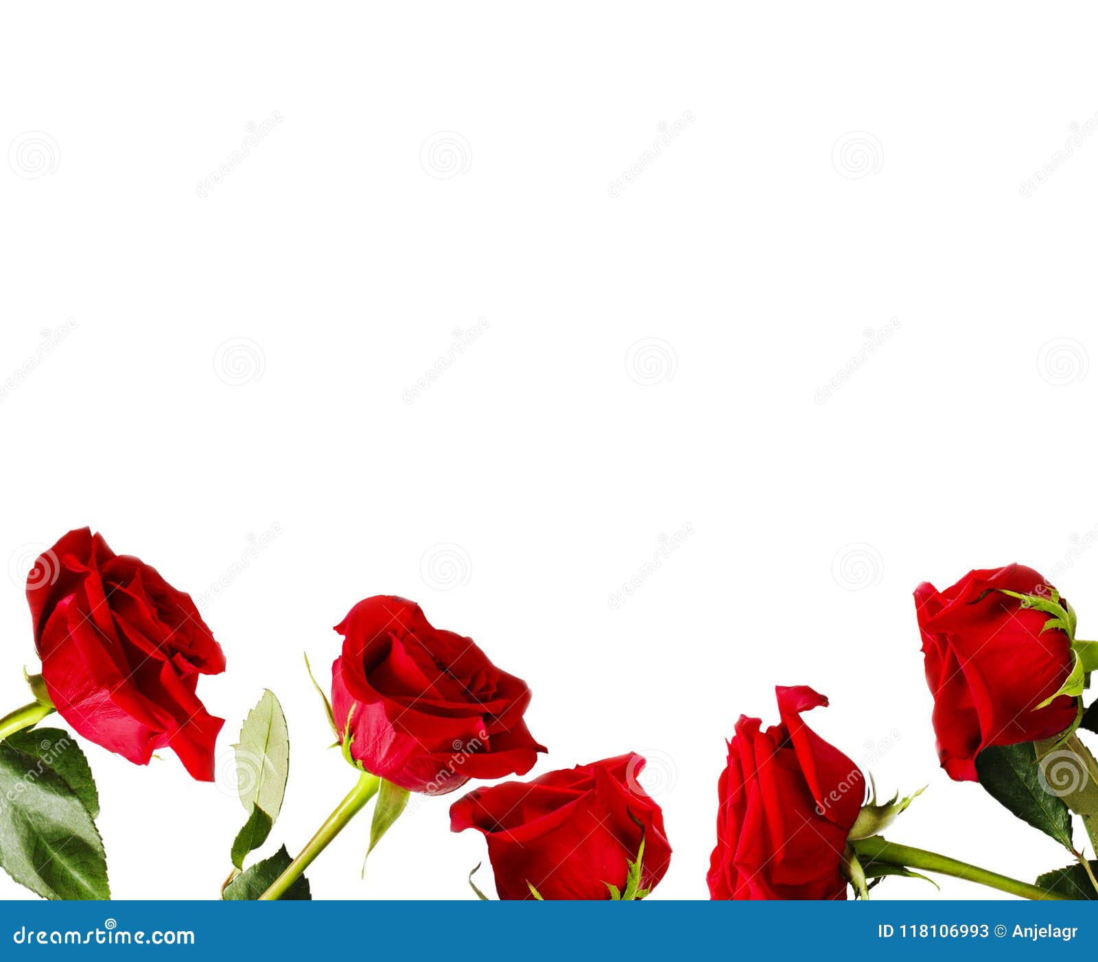 Kader Van Verse Rode Rozen Op Witte Achtergrond Stock Afbeelding ...