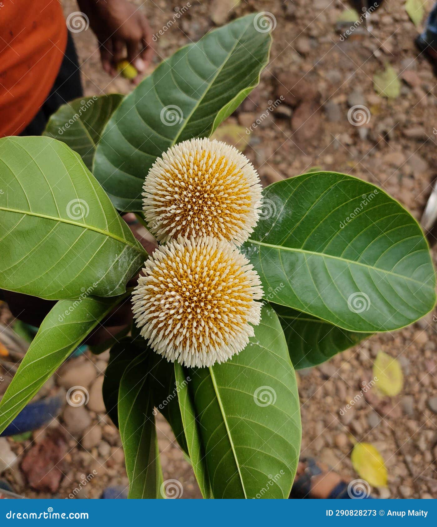 Kodom Flower In The Wild Forest, The Beauty Of Nature Stock Photo ...